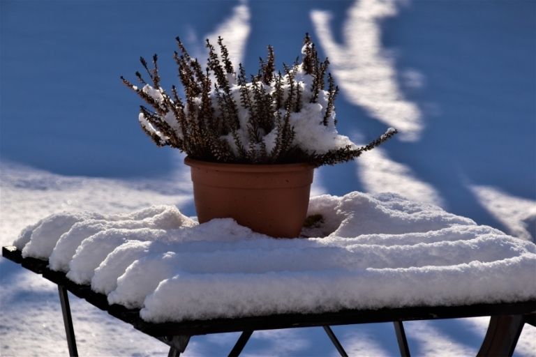How To Look After House Plants In Winter Jeremy Life